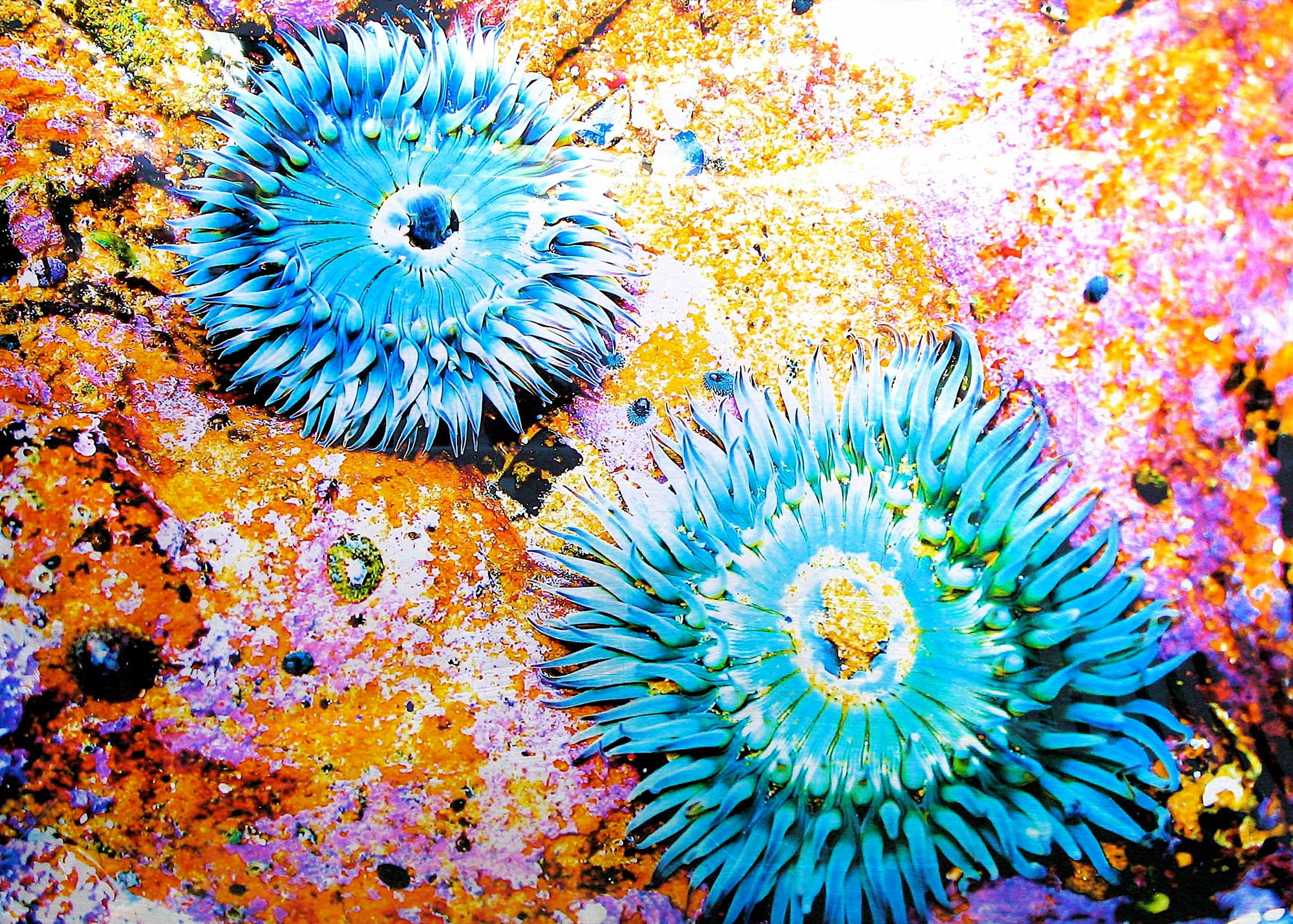 Allison Goode - Sawdust Art Festival